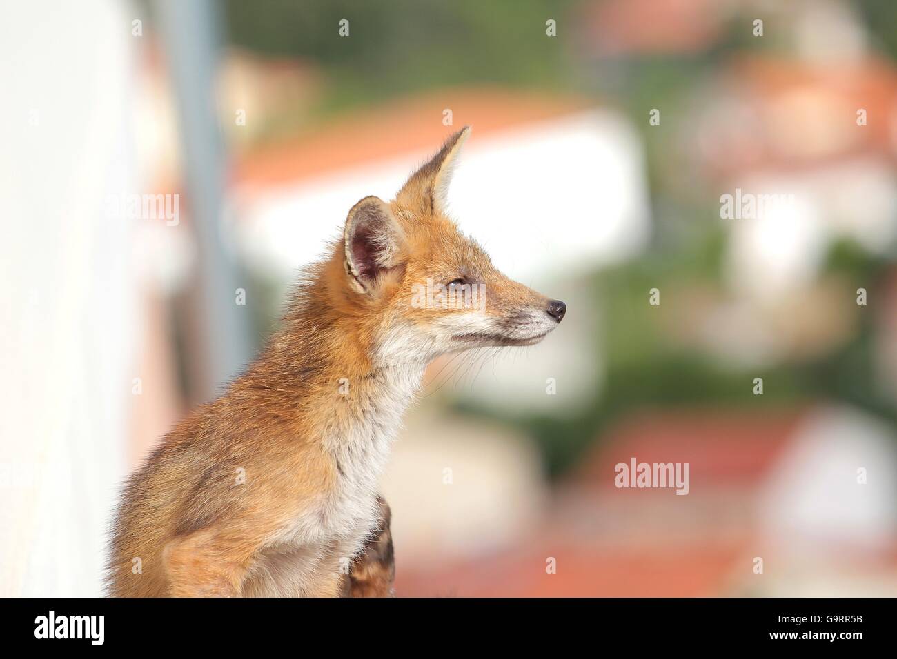 Roter fuchs im garten -Fotos und -Bildmaterial in hoher Auflösung – Alamy