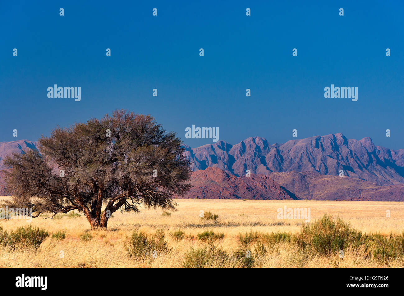 Baum und Berge in der Savanne in Namibia Stockfotografie - Alamy
