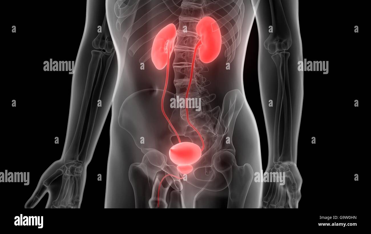 Menschlichen Harnwege Nieren und Harnblase Anatomie Stockfotografie - Alamy