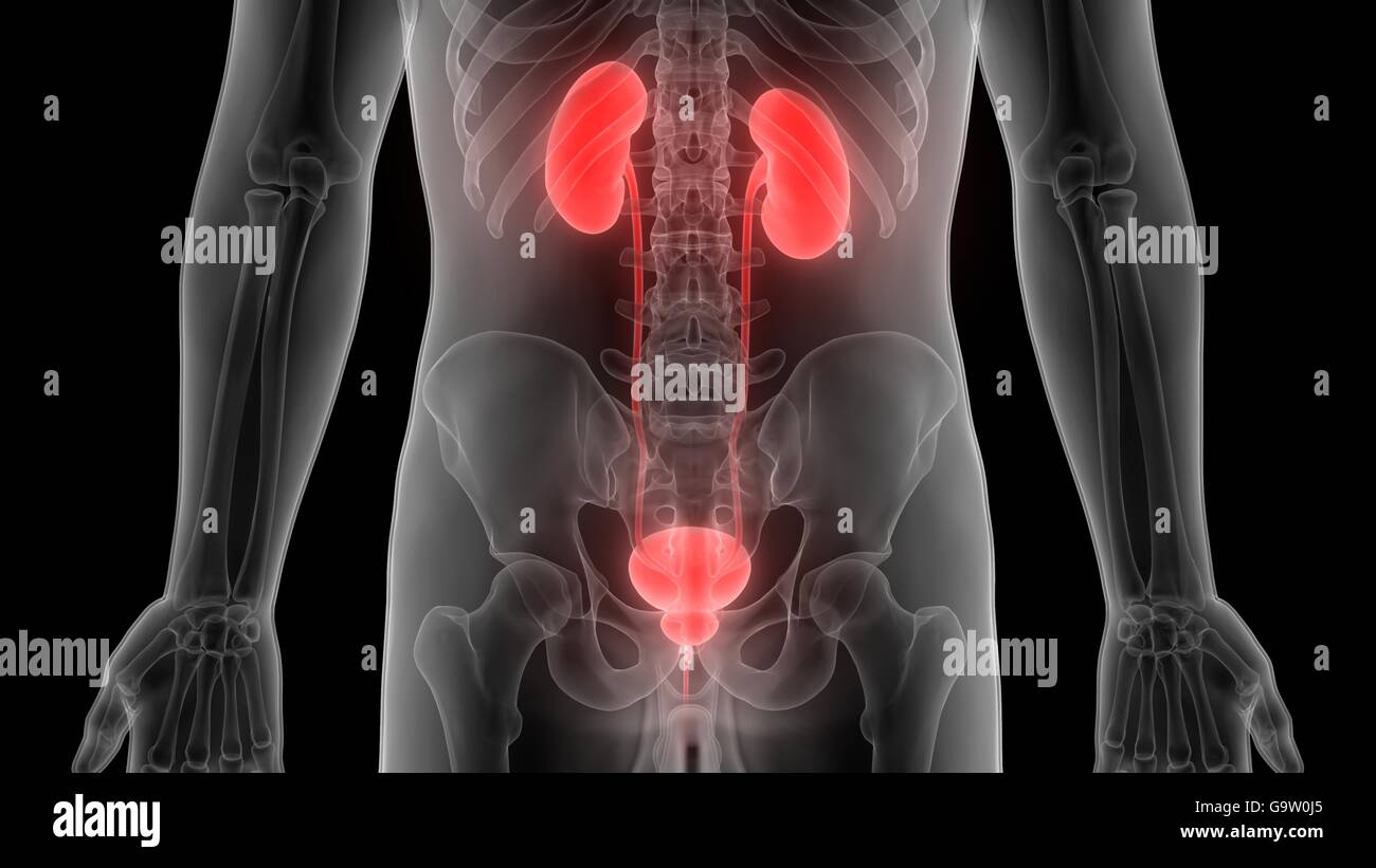 Menschlichen Harnwege Nieren und Harnblase Anatomie Stockfotografie - Alamy