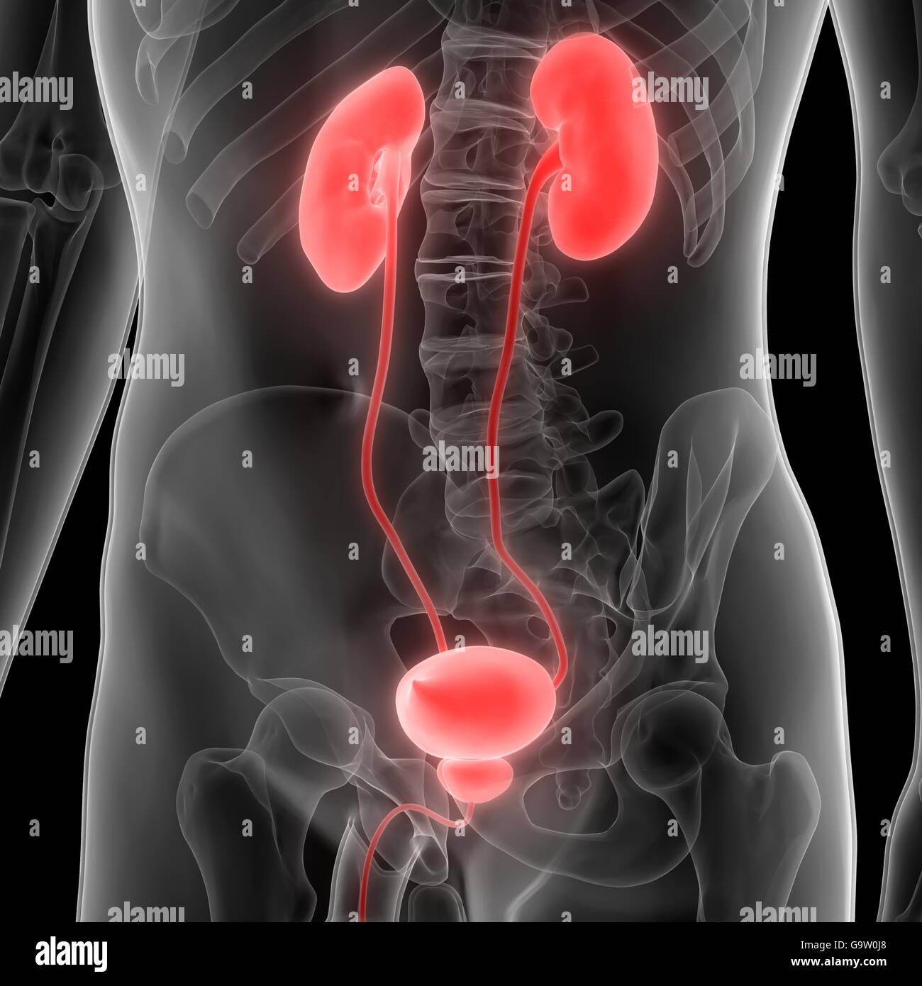 Menschlichen Harnwege Nieren und Harnblase Anatomie Stockfotografie - Alamy
