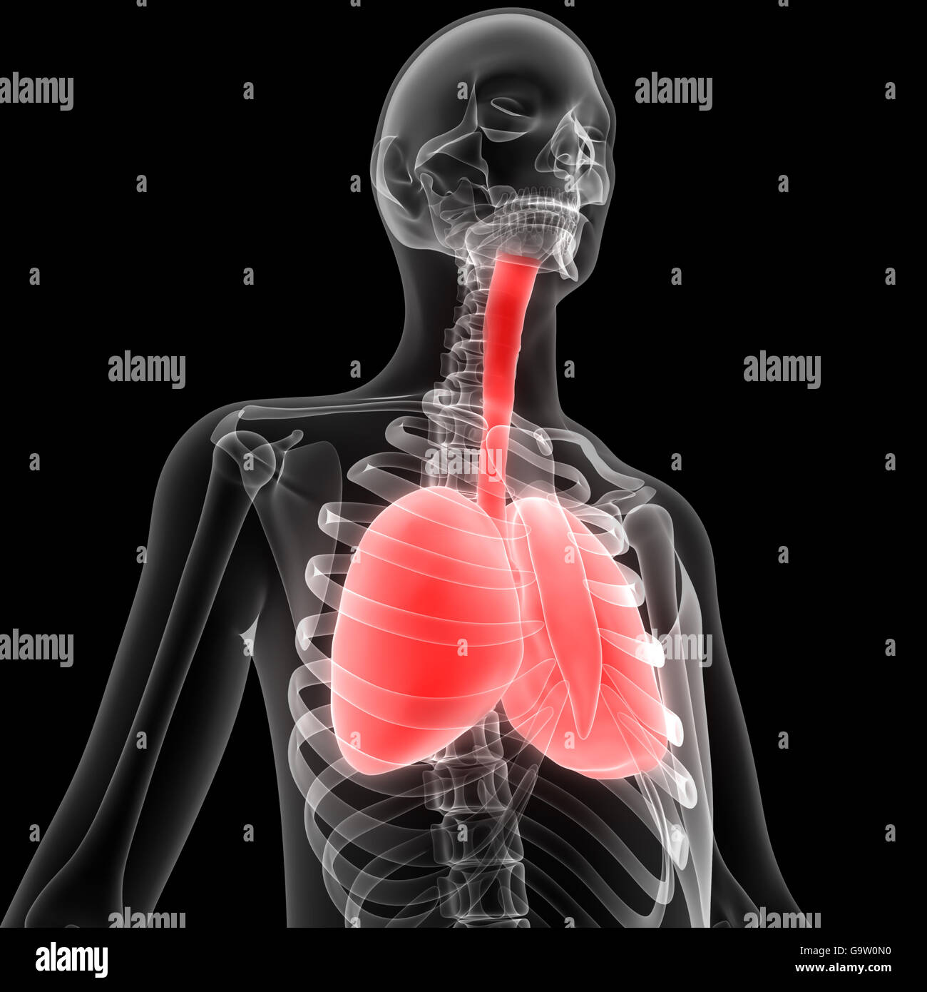 Menschliche Atmungssystem Lungen Anatomie Stockfotografie - Alamy