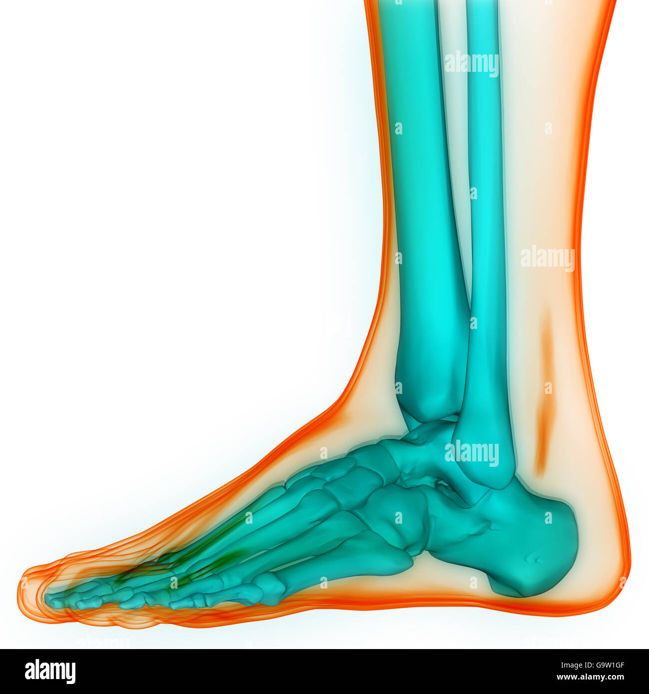 Menschliches Skelett System Knochen Gelenke Anatomie Stockfotografie ...