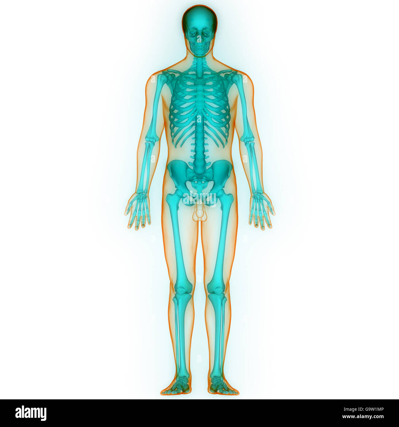 Menschliches Skelett System Knochen Gelenke Anatomie Stockfotografie ...