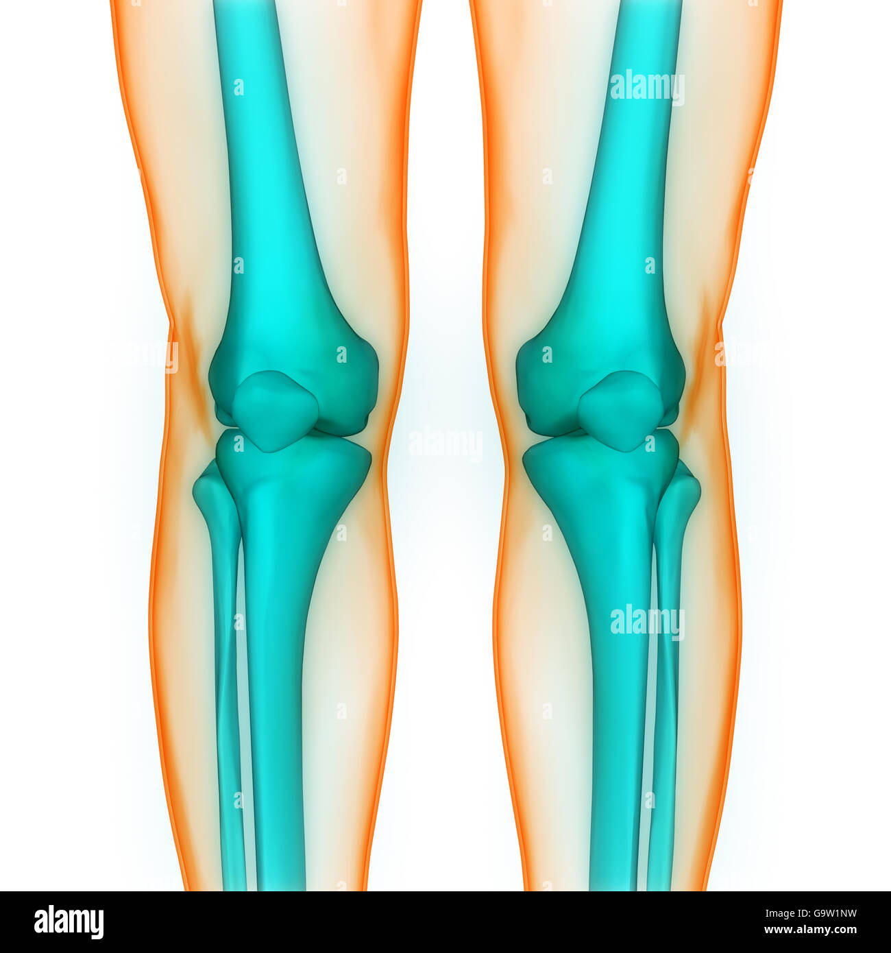Menschliches Skelett System Knochen Gelenke Anatomie Stockfotografie ...