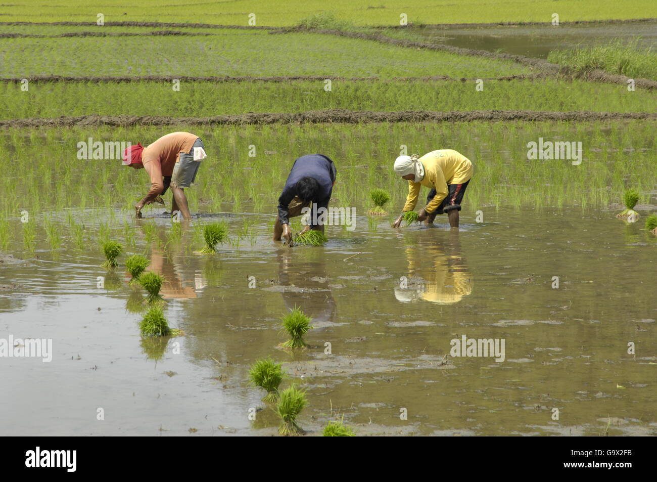 Reis bauer -Fotos und -Bildmaterial in hoher Auflösung – Alamy