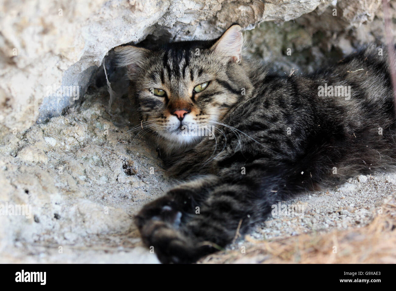 Große flauschige graue Katze auf den warmen Stein Weg liegen, ruhen und ...