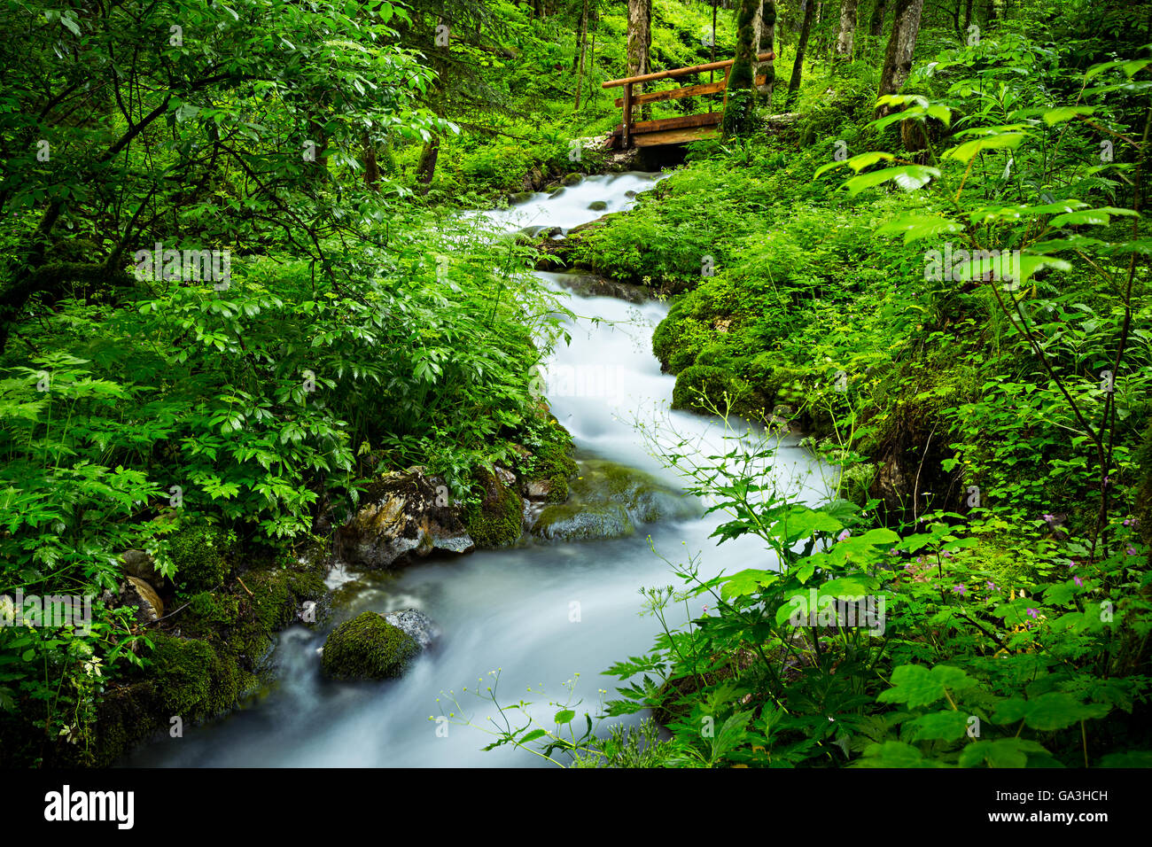 wunderbare kleine Bach fließt durch den Wald Stockfotografie - Alamy