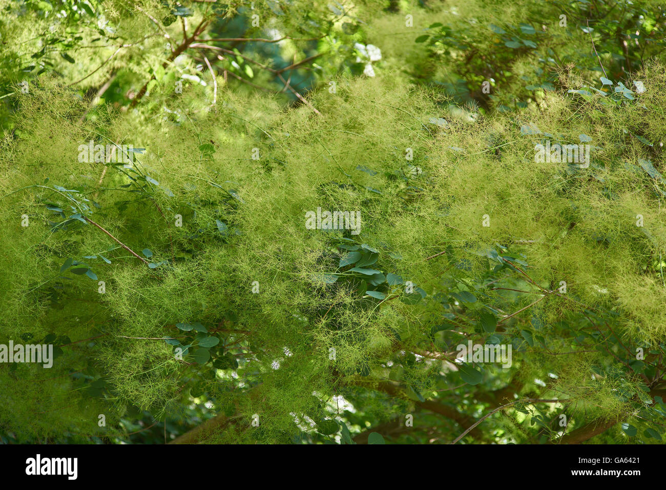 Cotinus coggygria -Fotos und -Bildmaterial in hoher Auflösung – Alamy