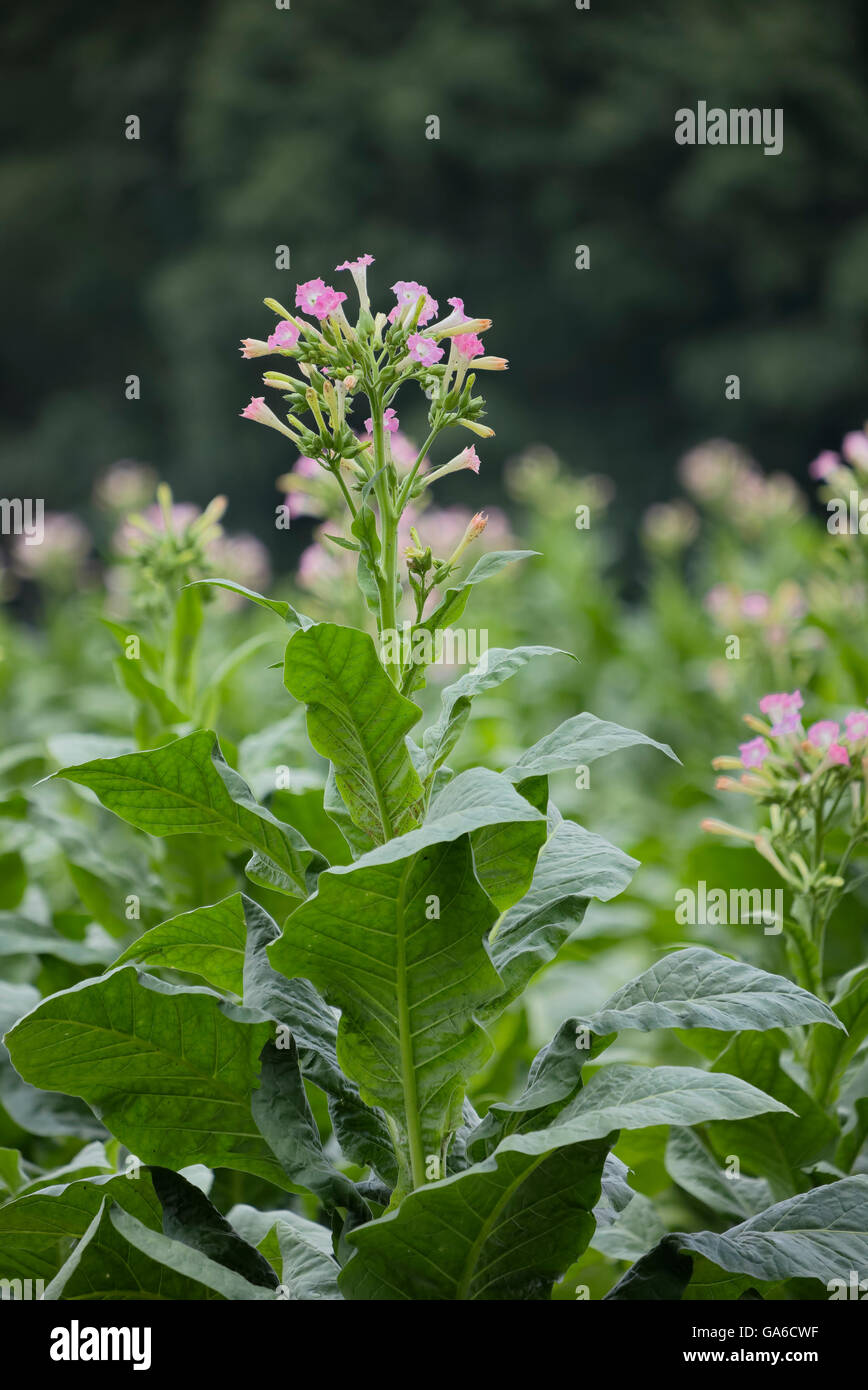 Blühende tabakpflanze -Fotos und -Bildmaterial in hoher Auflösung – Alamy