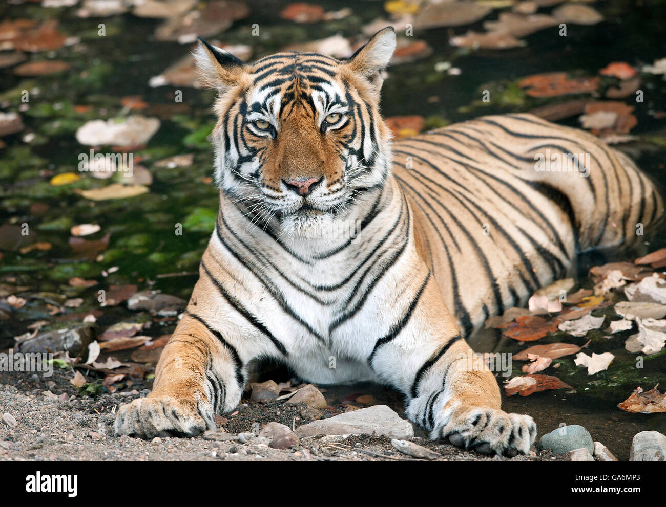 Das Bild der Tiger (Panthera Tigris) T39 aufgenommen Noor in ...
