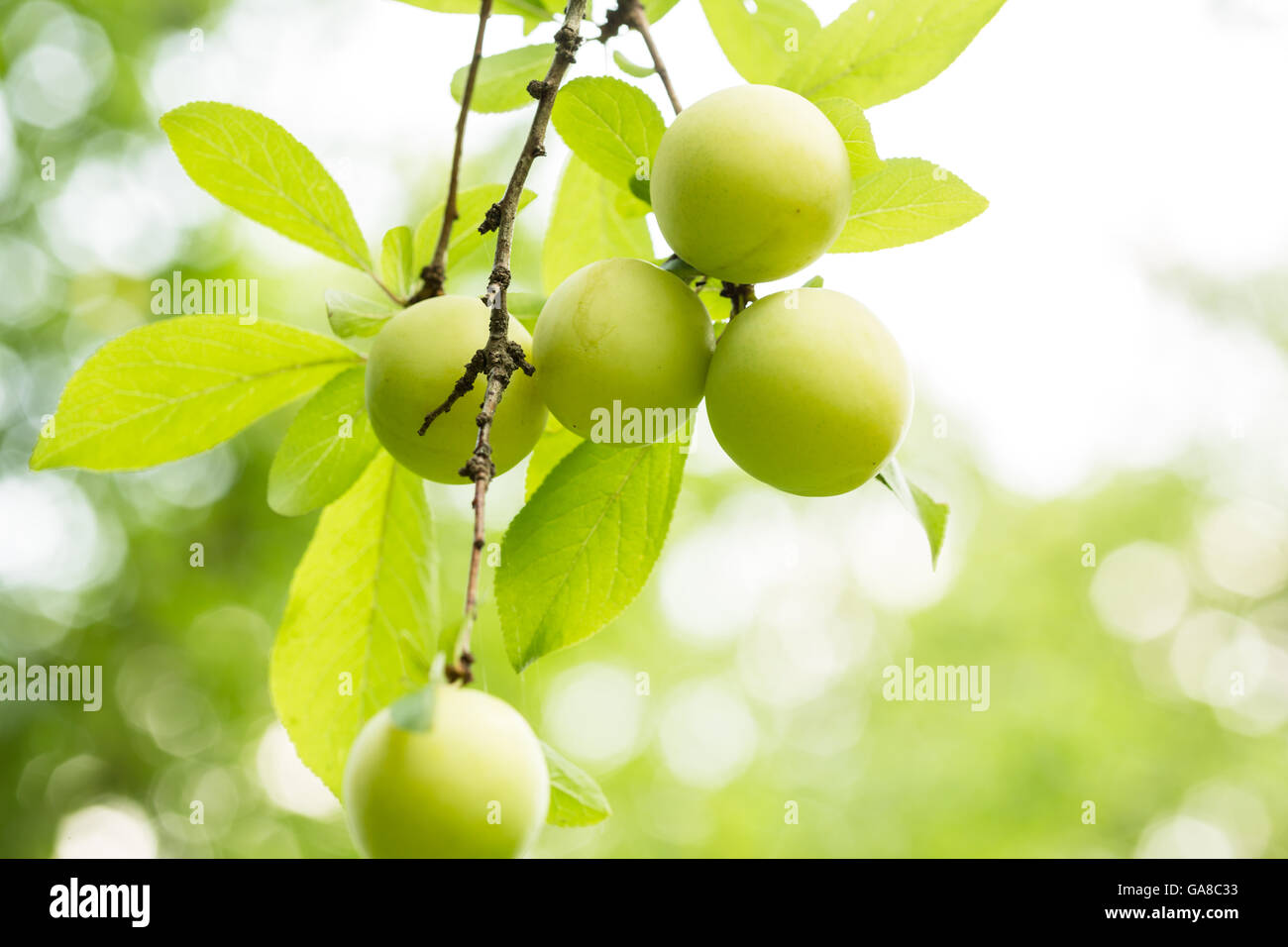 Reifende Pflaumen Stockfotos und -bilder Kaufen - Alamy