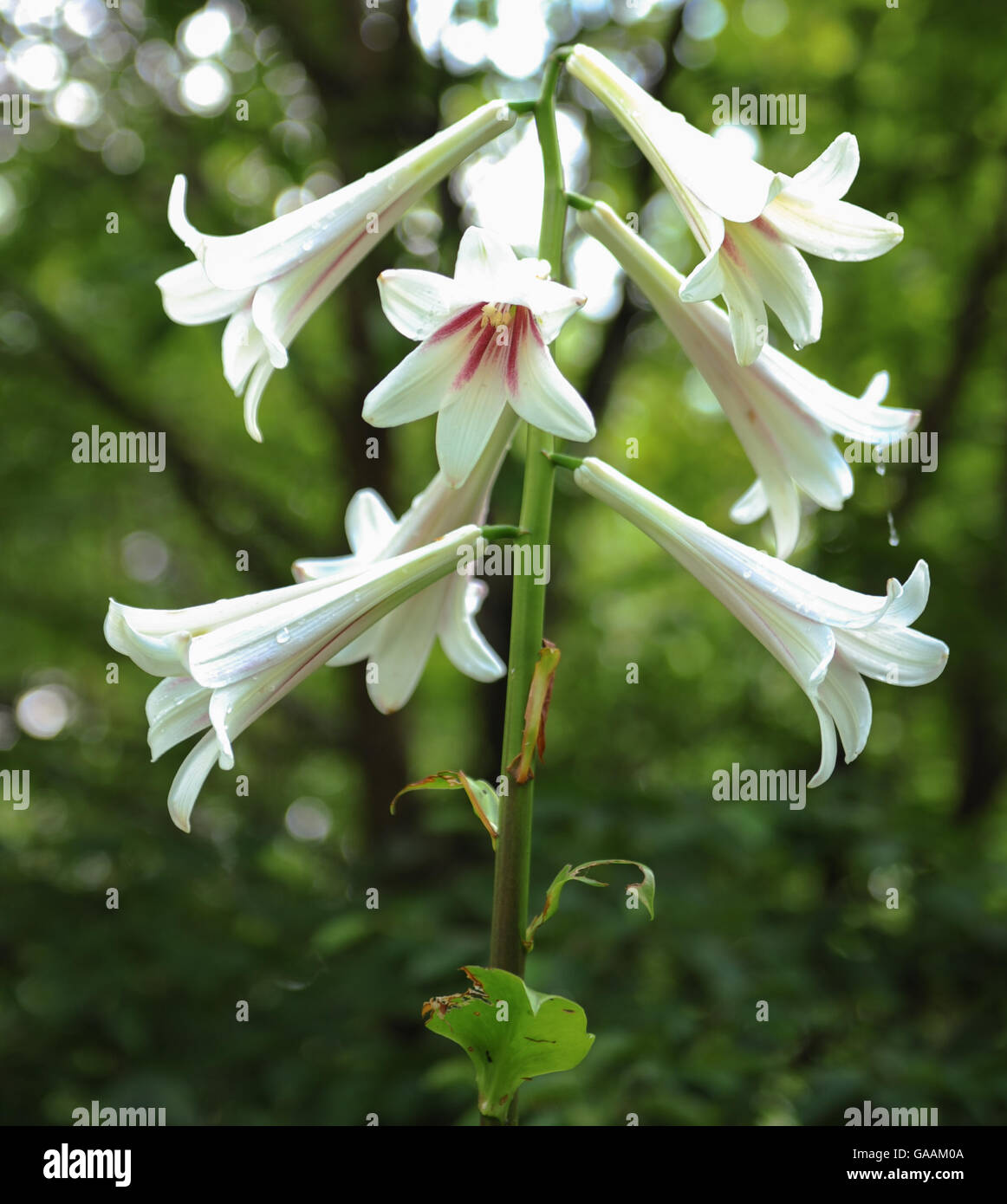 Riesige Himalayan Lily (Cardiocrinum Giganteum) in den Gärten bei ...