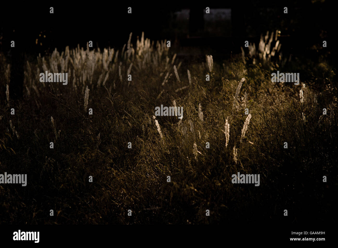 Magischer wald -Fotos und -Bildmaterial in hoher Auflösung – Alamy