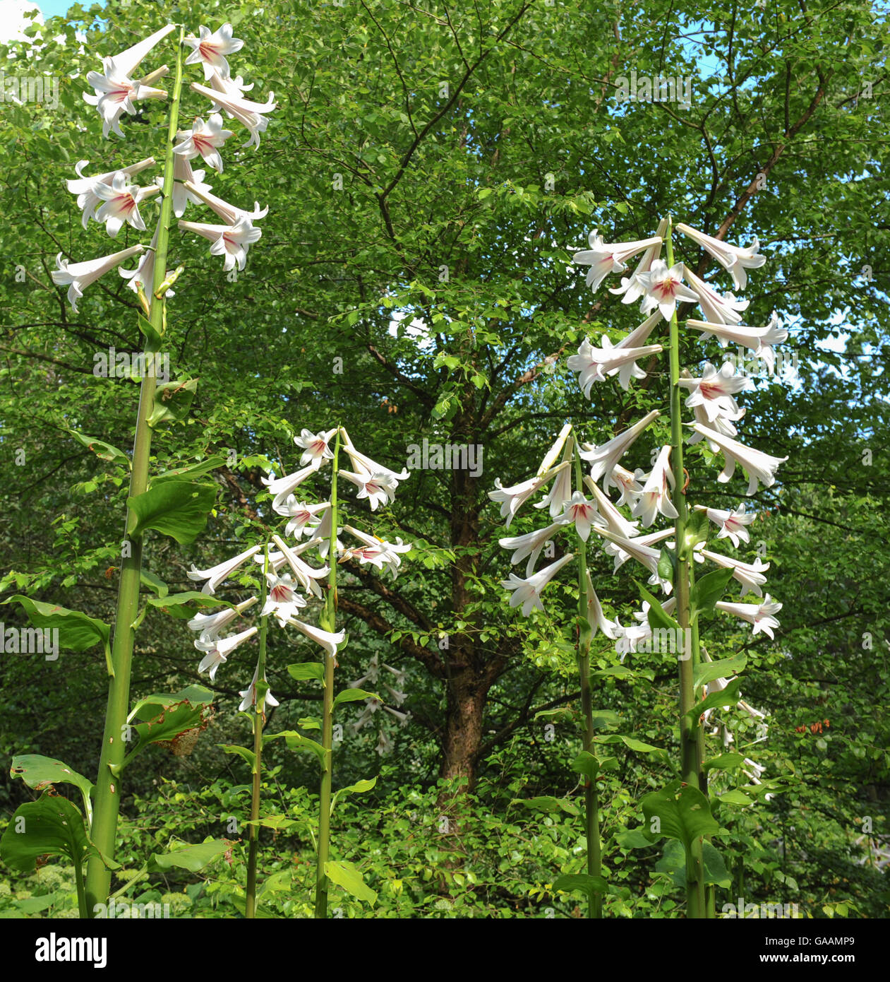 Riesige Himalayan Lily (Cardiocrinum Giganteum) in den Gärten bei ...