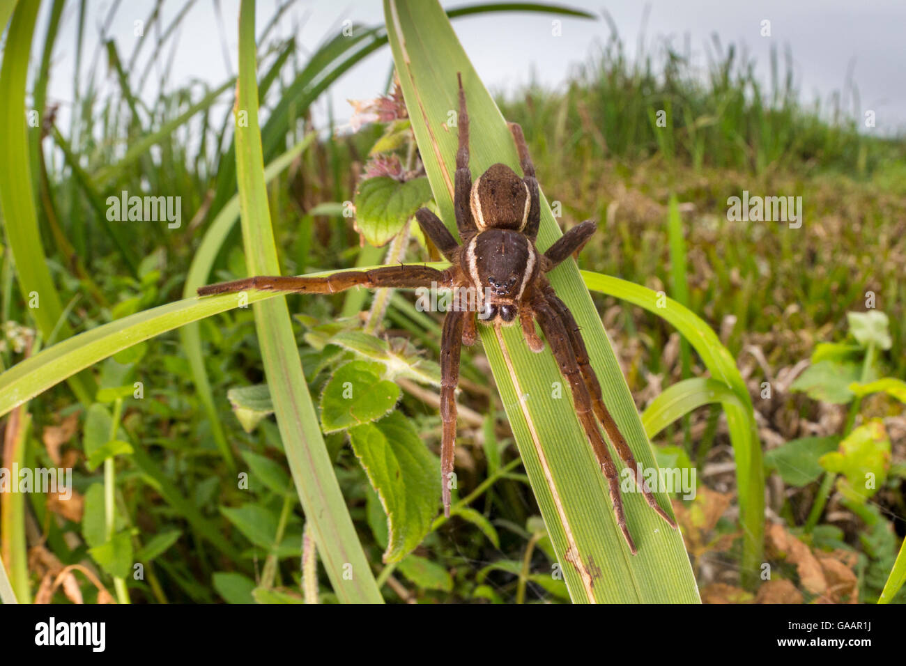 Fen Floß Spinne / große Spinne (Dolomedes Plantarius) Erwachsenfrau ...