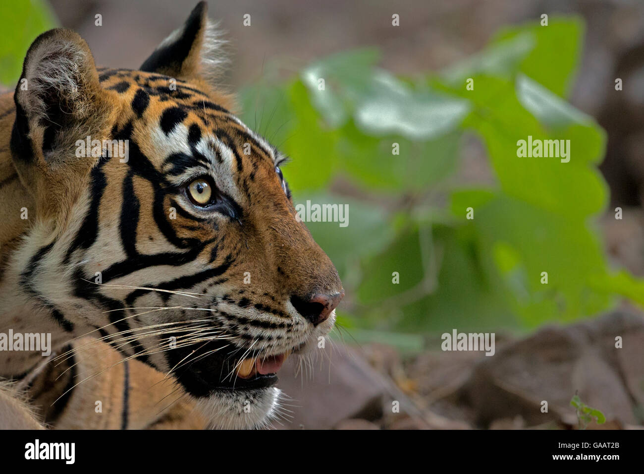Bengal Tiger (Panthera Tigris) Kopfprofil Portrait, Ranthambhore National Park, Indien. Vom ...