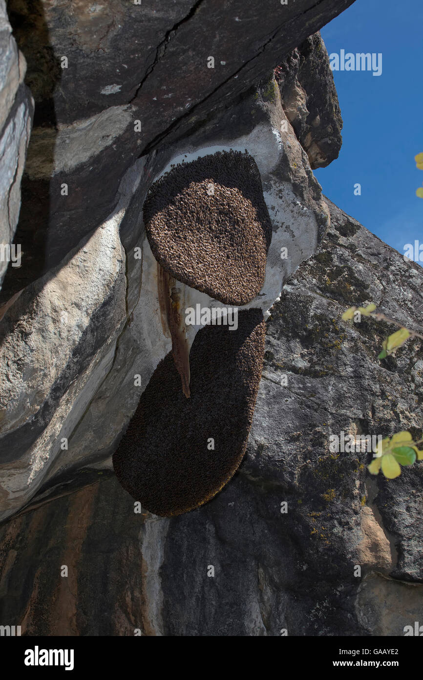 Apis laboriosa -Fotos und -Bildmaterial in hoher Auflösung – Alamy