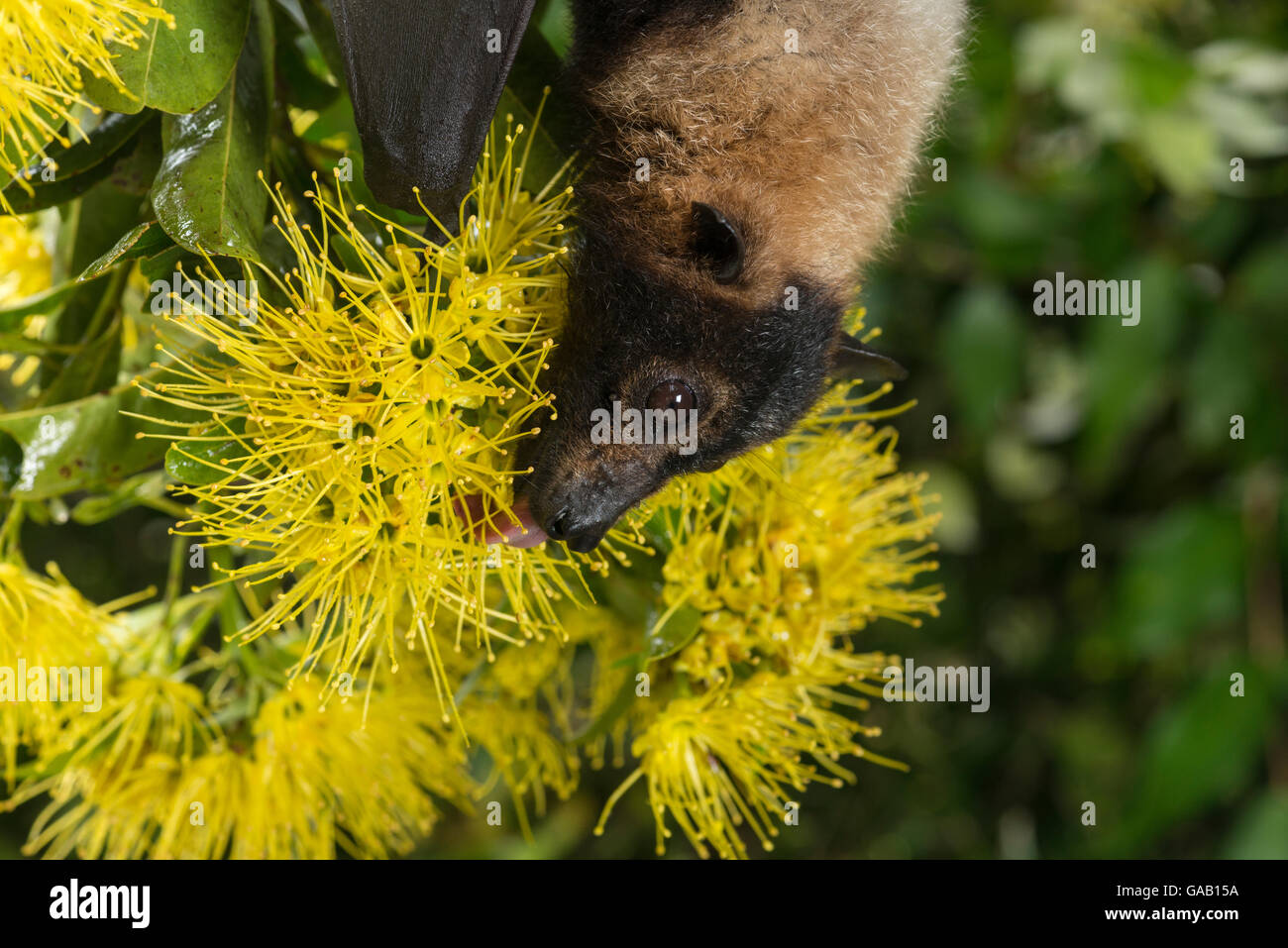 Brillentragende Flughund (Pteropus Conspicillatus) ernähren sich von ...