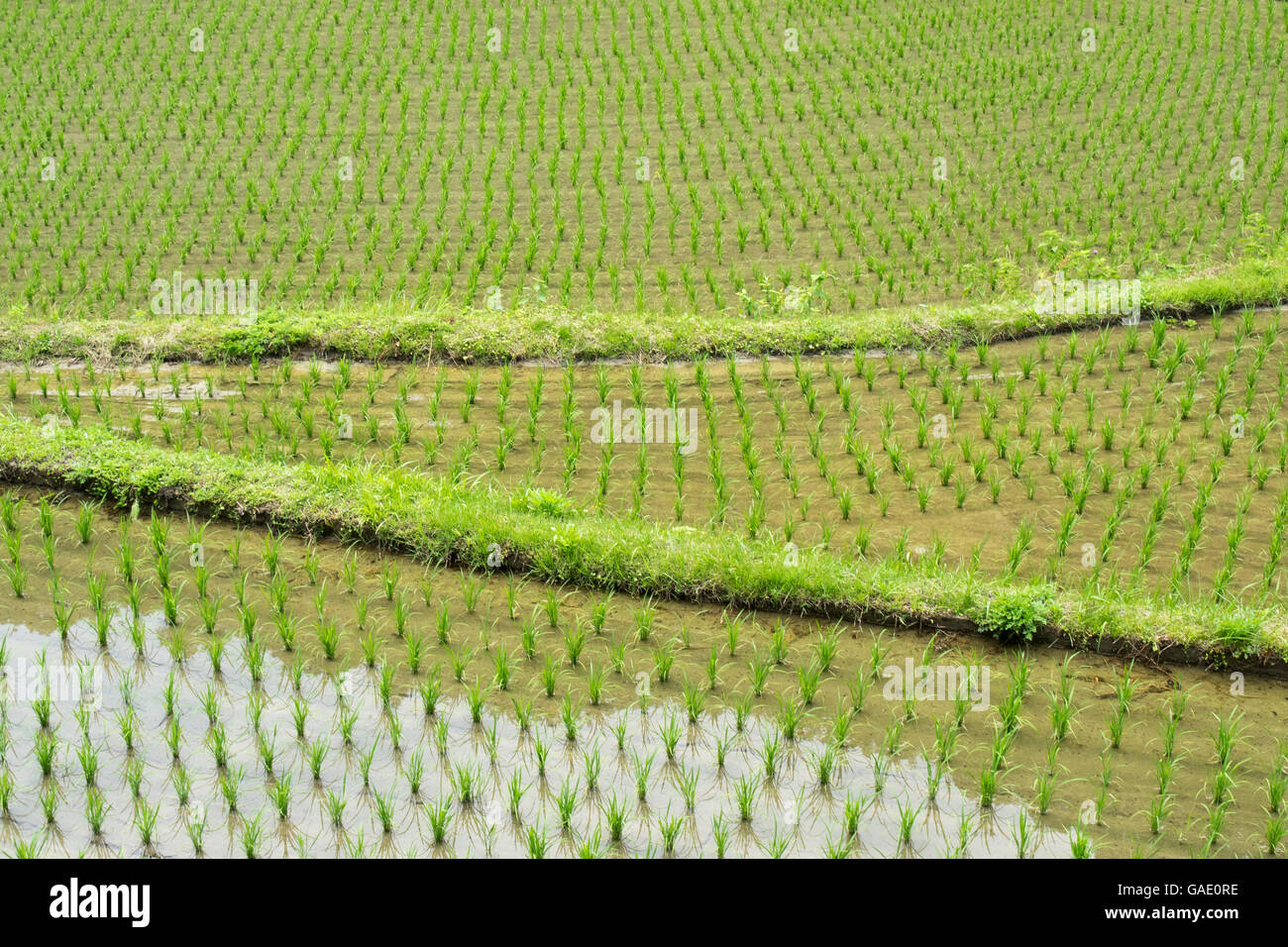 Japanese rice farm -Fotos und -Bildmaterial in hoher Auflösung – Alamy