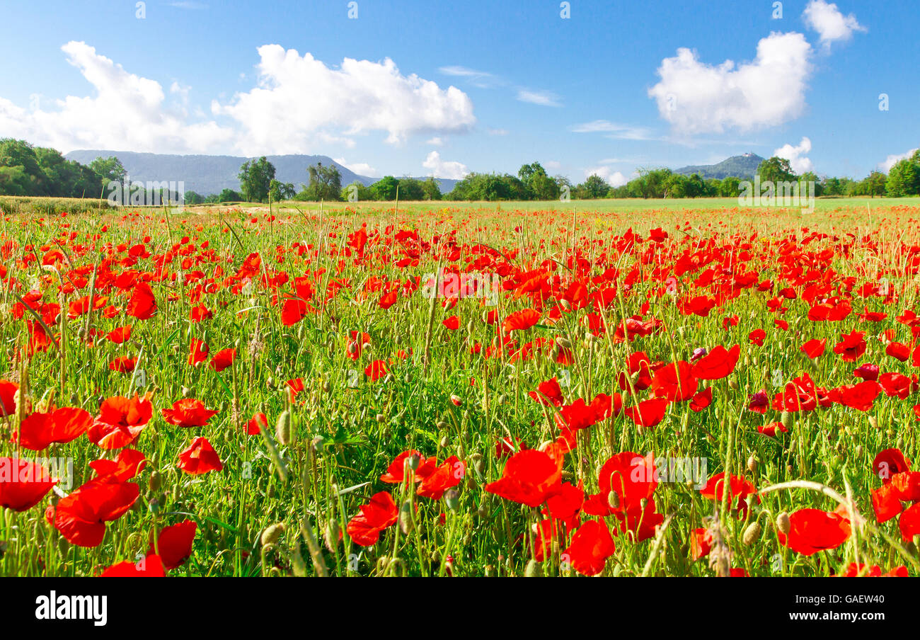 Blumen wiese sommer -Fotos und -Bildmaterial in hoher Auflösung – Alamy
