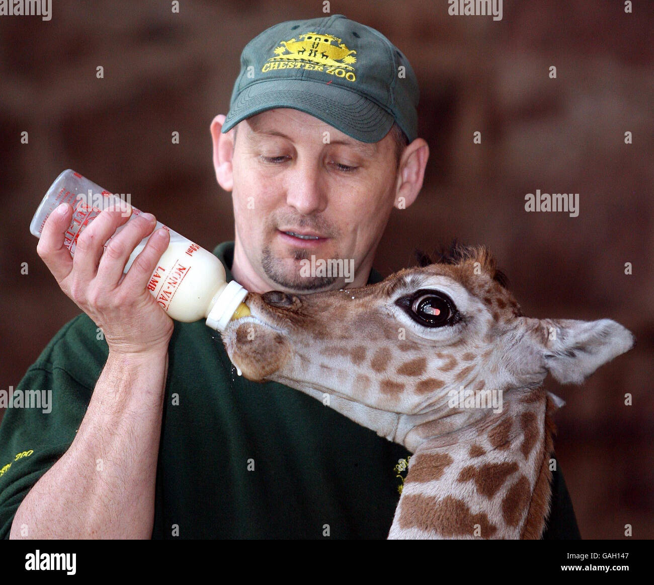 Handaufgezogenen Babygiraffe. Margaret, eine 10 Tage alte Rothschild ...
