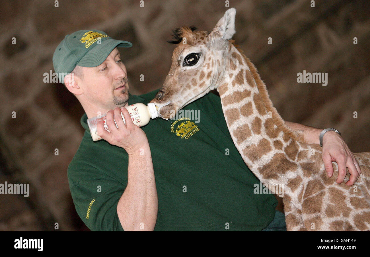 Die von tim rowlands chester zoo von hand aufgezogen werden -Fotos und ...