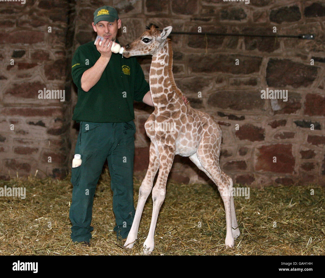 Die von tim rowlands chester zoo von hand aufgezogen werden -Fotos und ...
