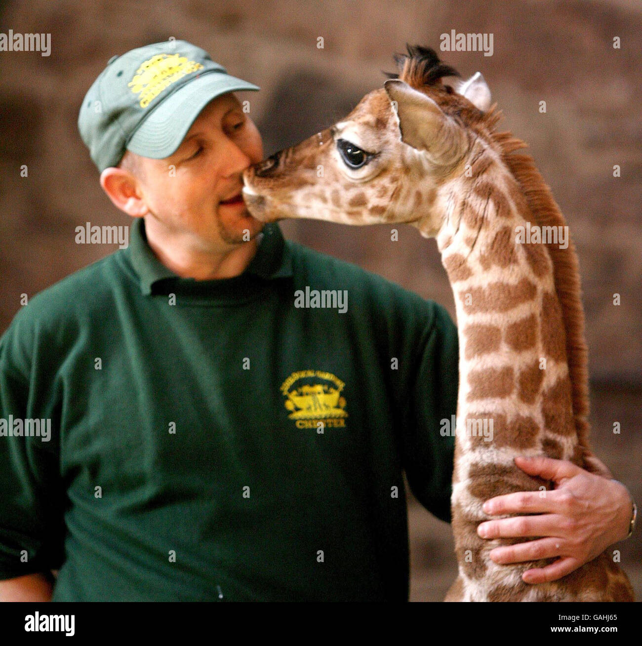 Die von tim rowlands chester zoo von hand aufgezogen werden -Fotos und ...