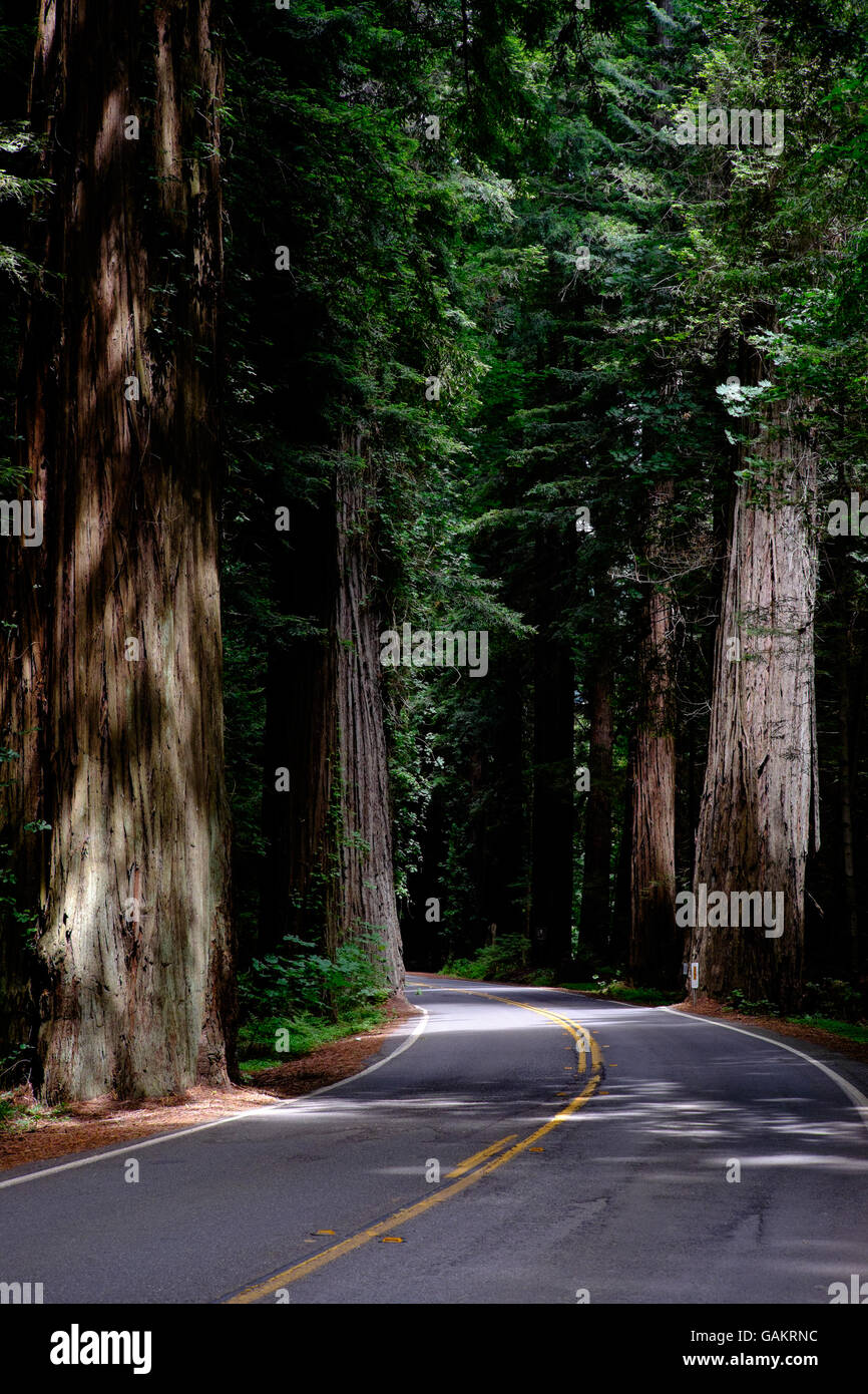 Straße durch einen redwood -Fotos und -Bildmaterial in hoher Auflösung ...