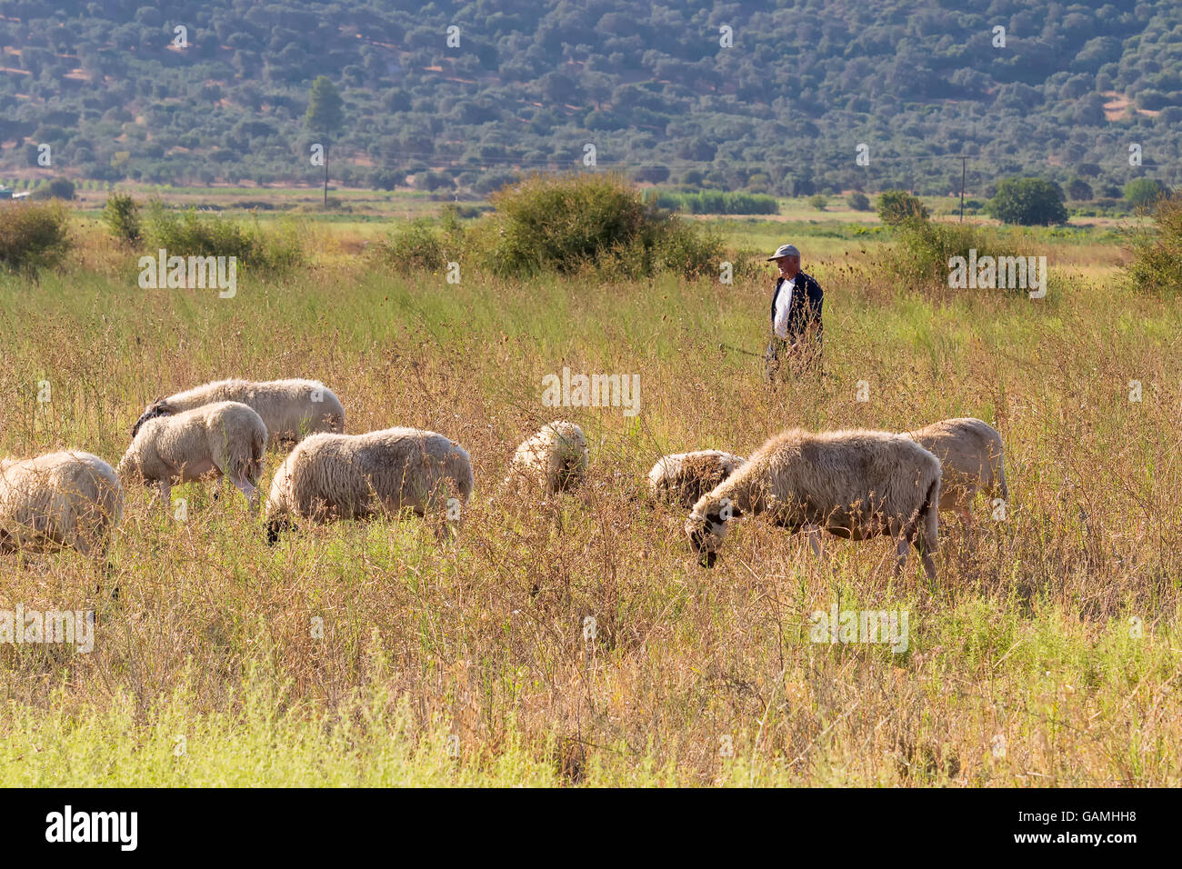 Schafherde und hirte -Fotos und -Bildmaterial in hoher Auflösung – Alamy