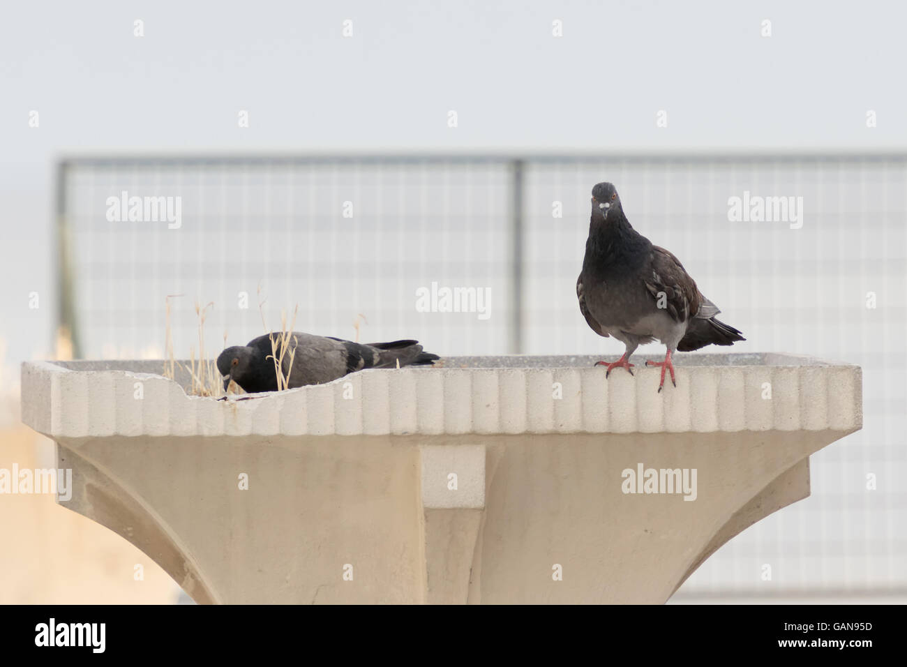 Lustige taube -Fotos und -Bildmaterial in hoher Auflösung – Alamy