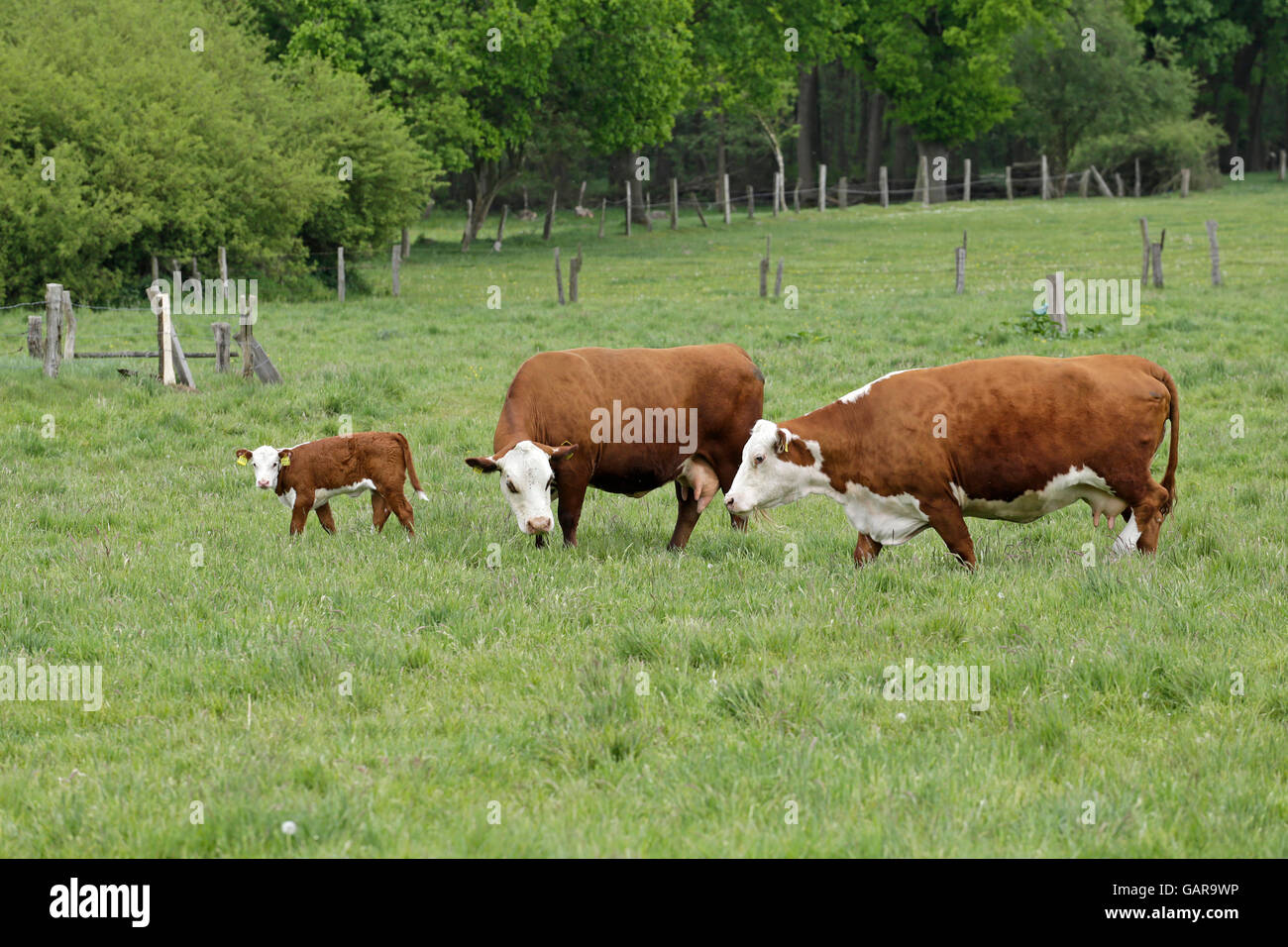 Hereford Cattle Stockfotos & Hereford Cattle Bilder - Alamy