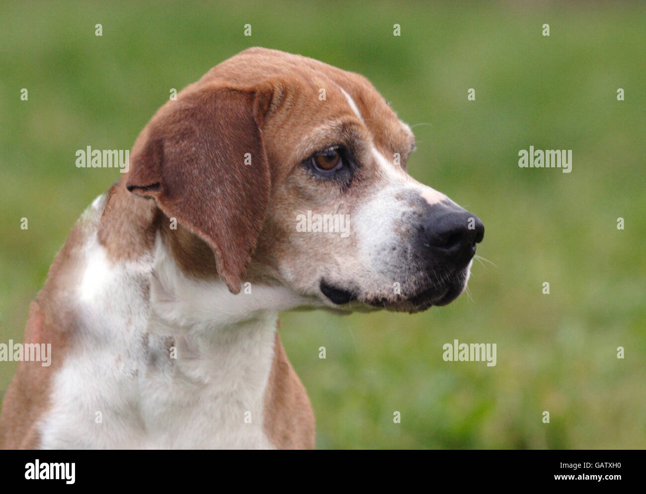 Jagdhund jagdhund -Fotos und -Bildmaterial in hoher Auflösung – Alamy