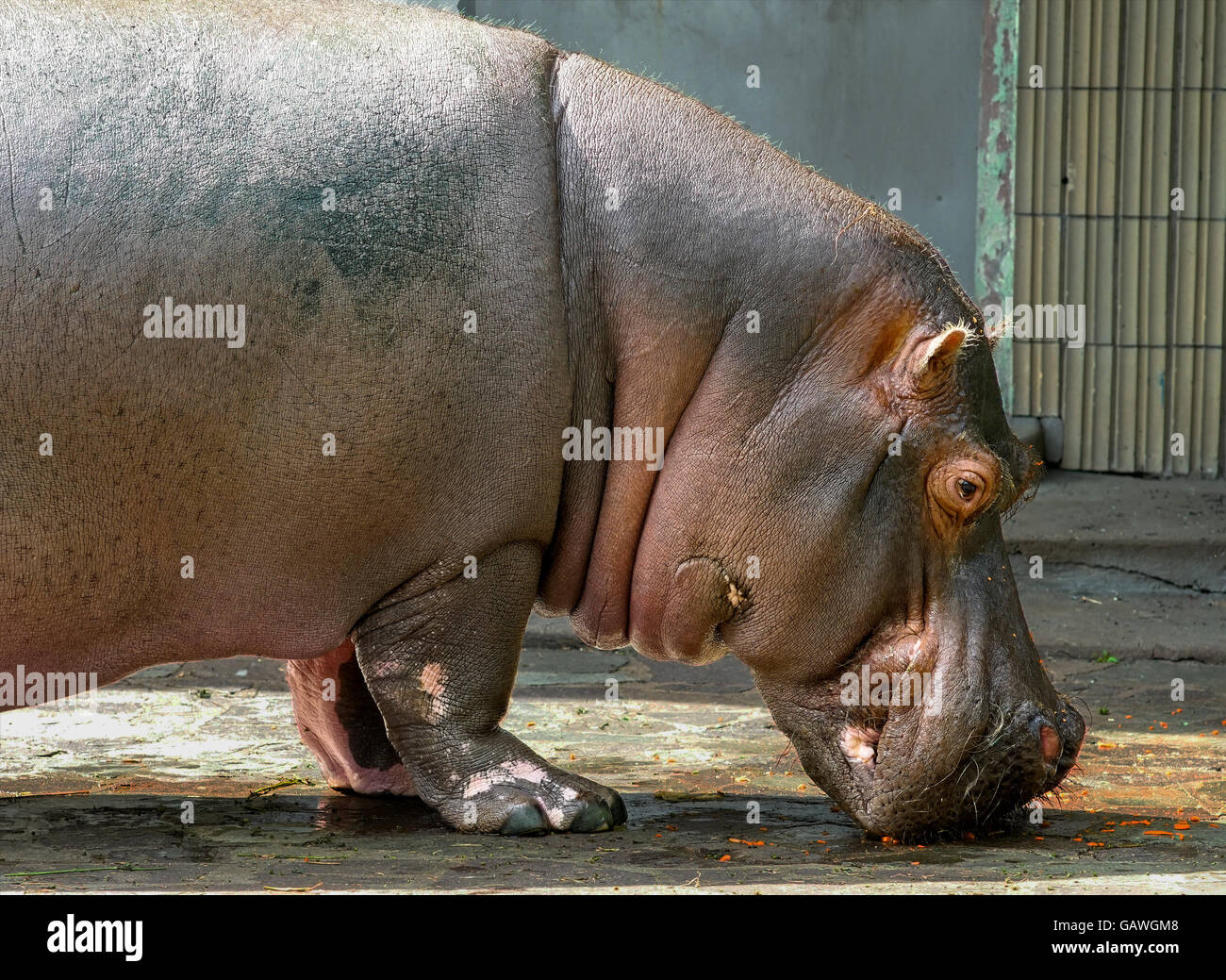 Nilpferd Mit Nase Aus Wasser Stockfotos und -bilder Kaufen - Alamy
