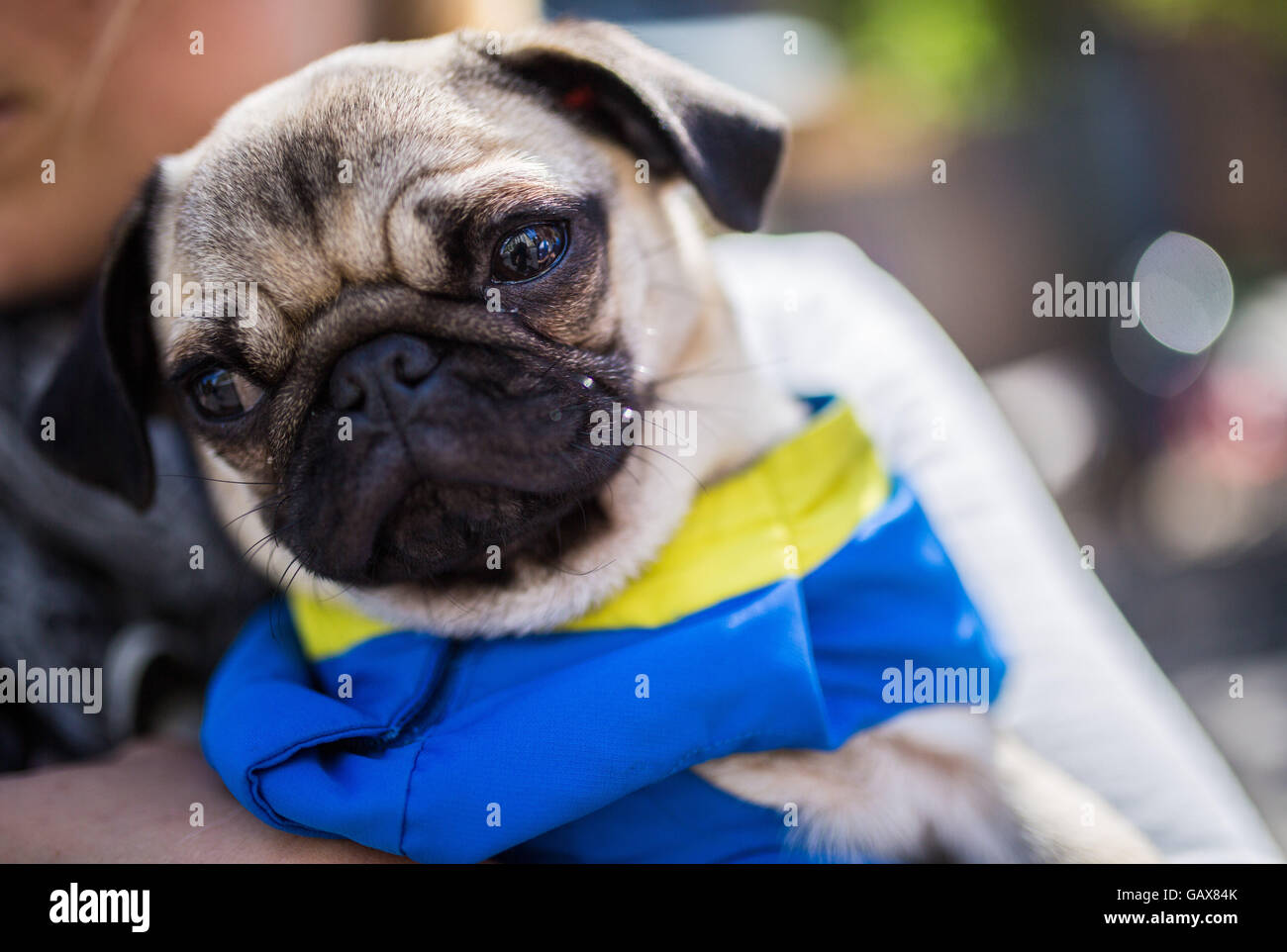 Berlin, Deutschland. 6. Juli 2016. 23 Wochen alten Mops Arnold sitzt in ...