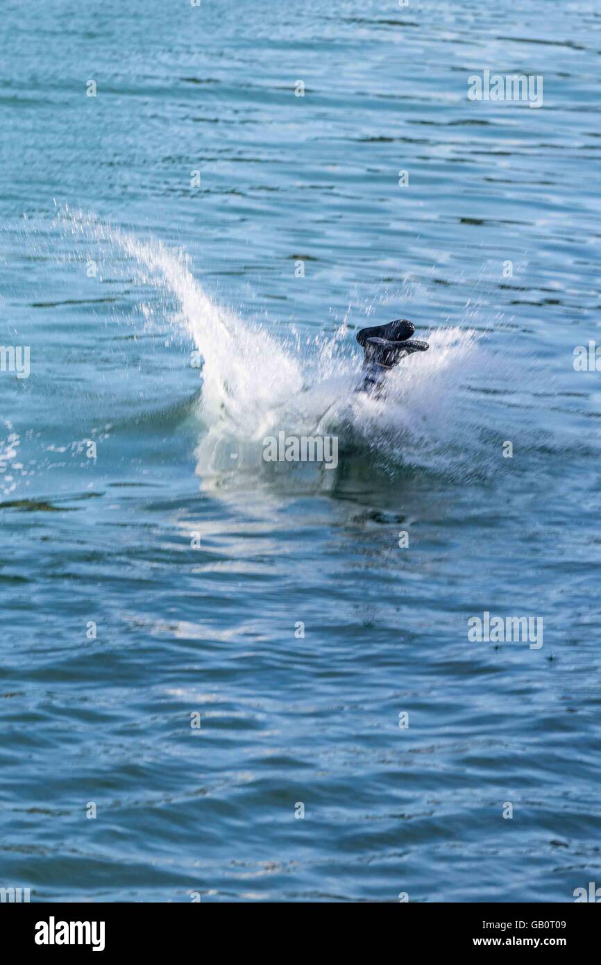Mädchen ins wasser springen -Fotos und -Bildmaterial in hoher Auflösung ...
