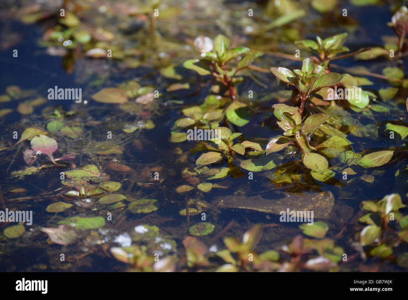 See pflanzen -Fotos und -Bildmaterial in hoher Auflösung – Alamy