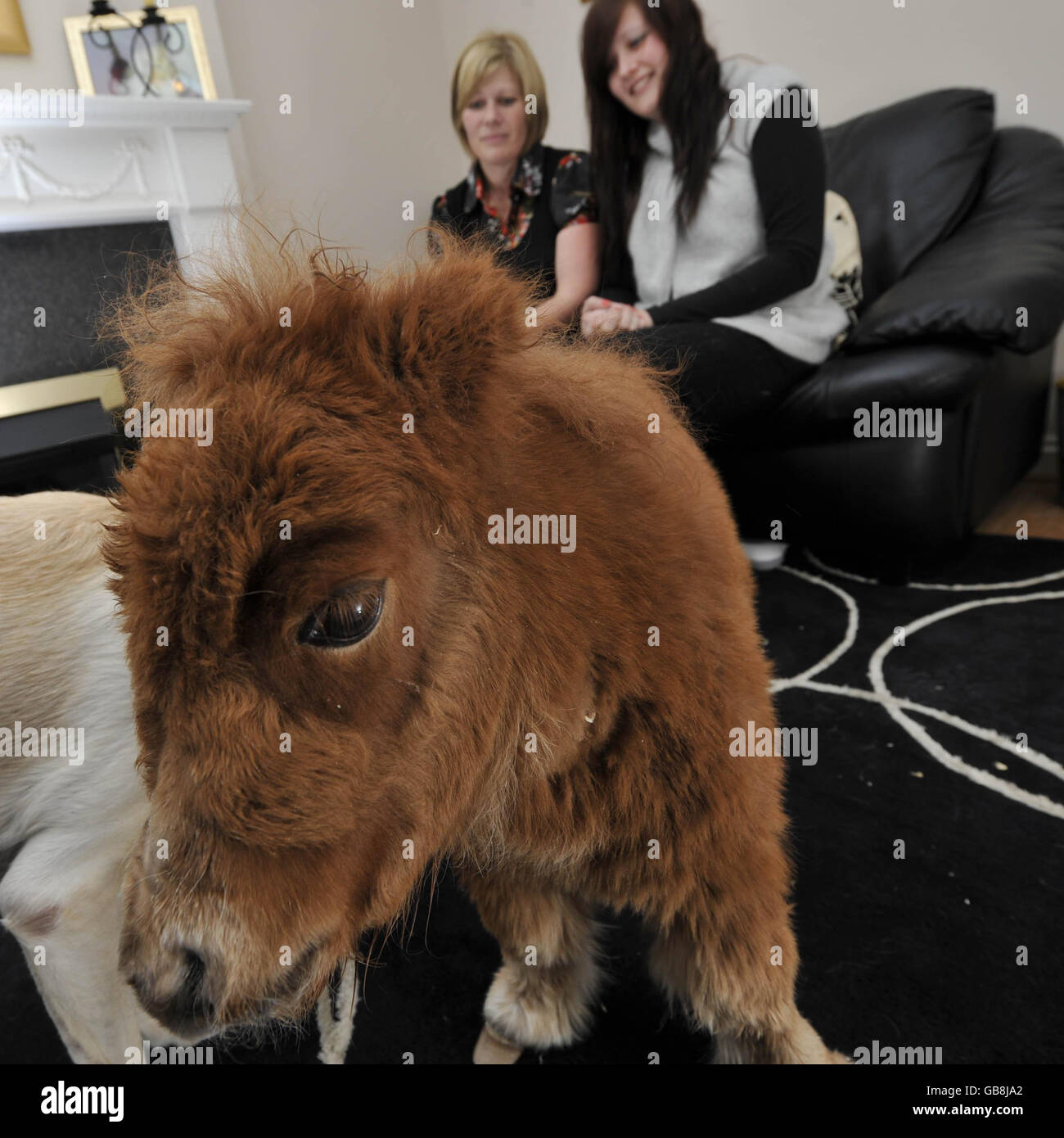 Sechs wochen altes mini shetlandpony -Fotos und -Bildmaterial in hoher ...