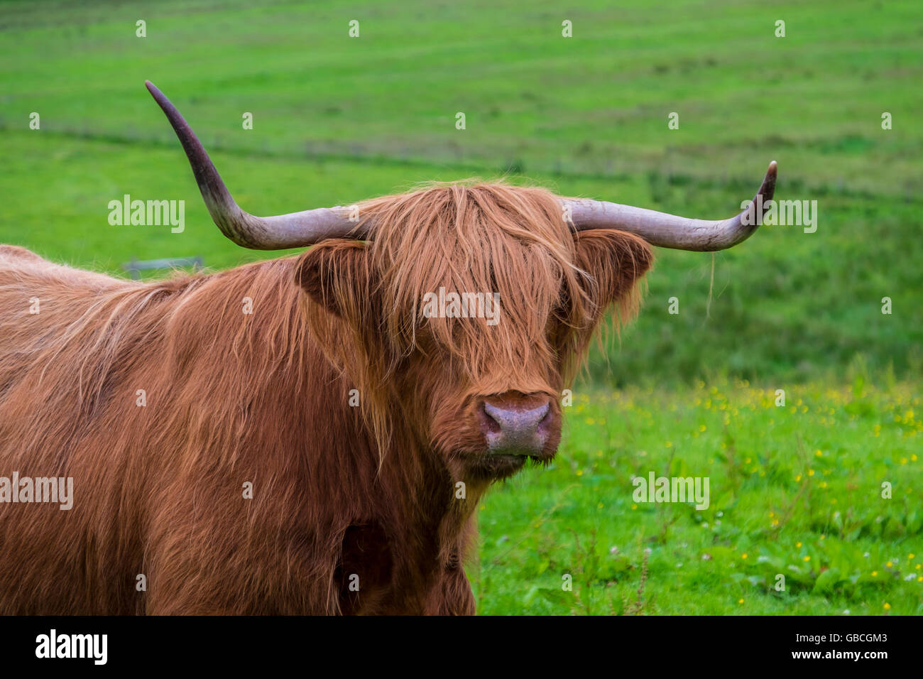 Braune hochlandkuh -Fotos und -Bildmaterial in hoher Auflösung – Alamy