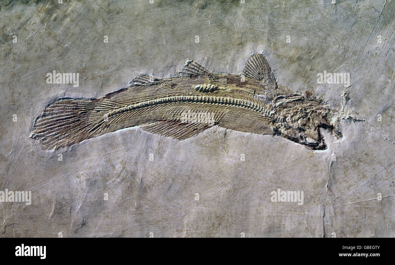 vorgeschichte, Fossilien, Zoologie / Tiere, Knochenfische (Urokles ...