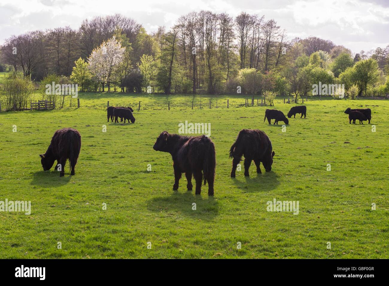 Galloway rinder -Fotos und -Bildmaterial in hoher Auflösung – Alamy