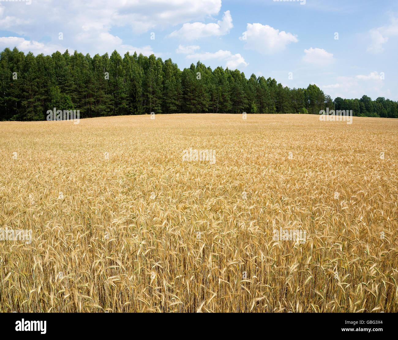 Gerste im feld -Fotos und -Bildmaterial in hoher Auflösung – Alamy