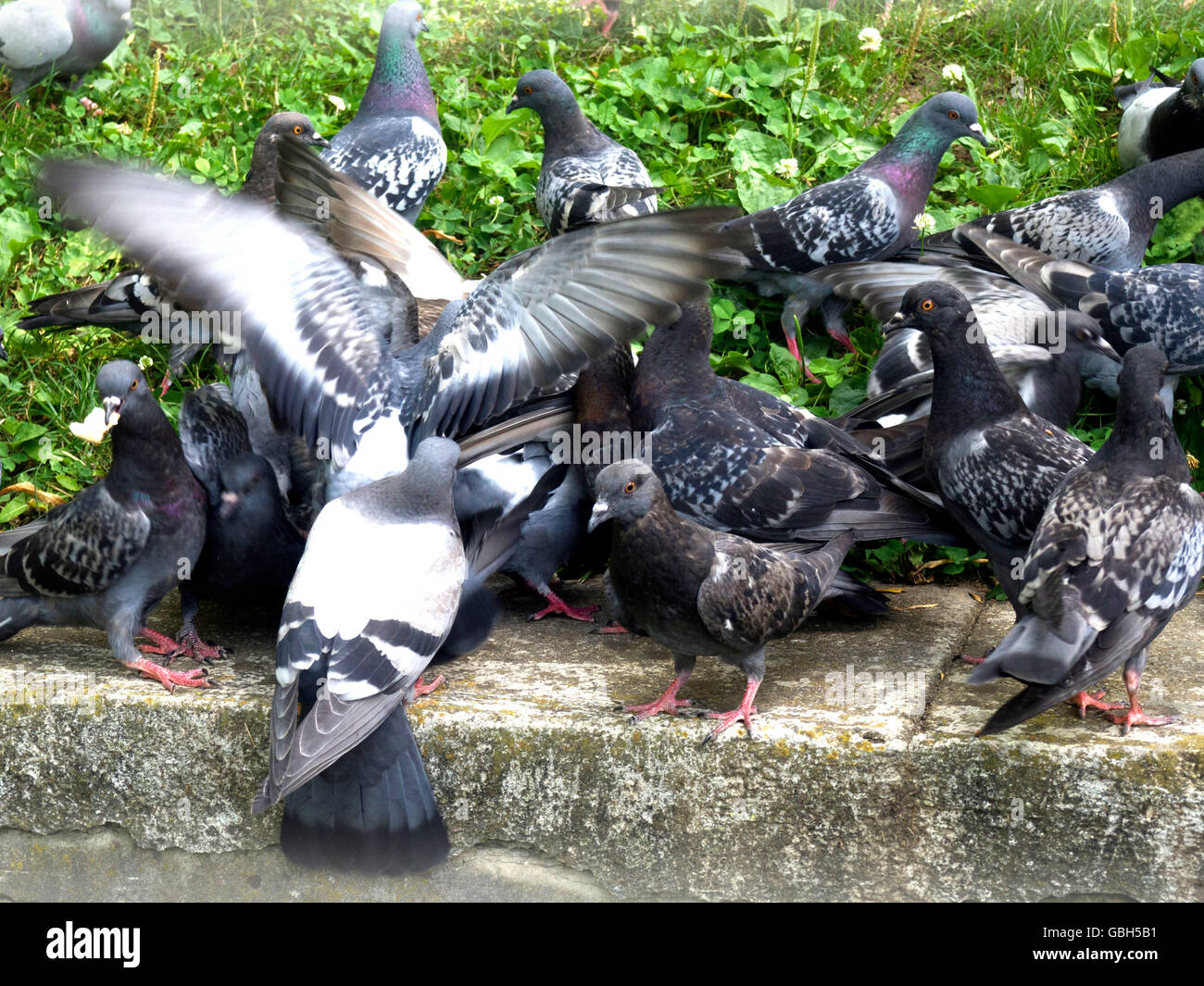 Tauben im profil -Fotos und -Bildmaterial in hoher Auflösung – Alamy