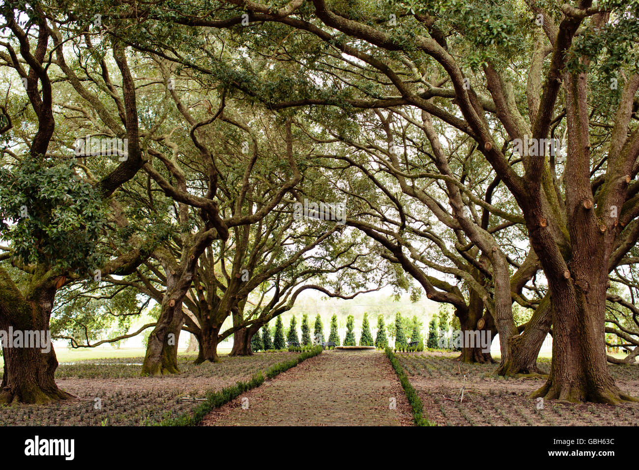 Whitney plantation -Fotos und -Bildmaterial in hoher Auflösung – Alamy
