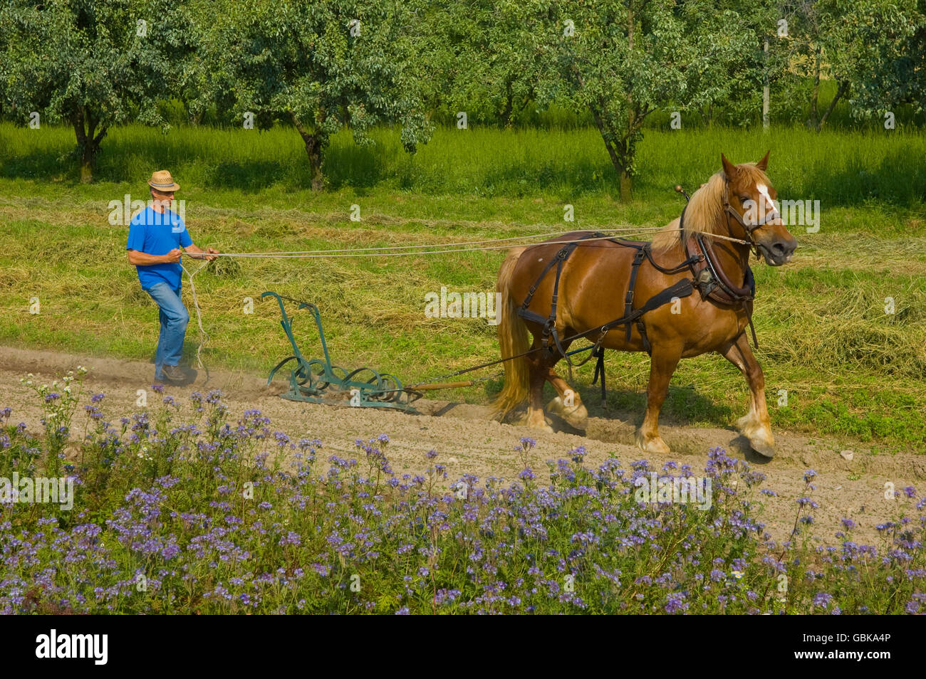 Bauer pferd pflug -Fotos und -Bildmaterial in hoher Auflösung – Alamy