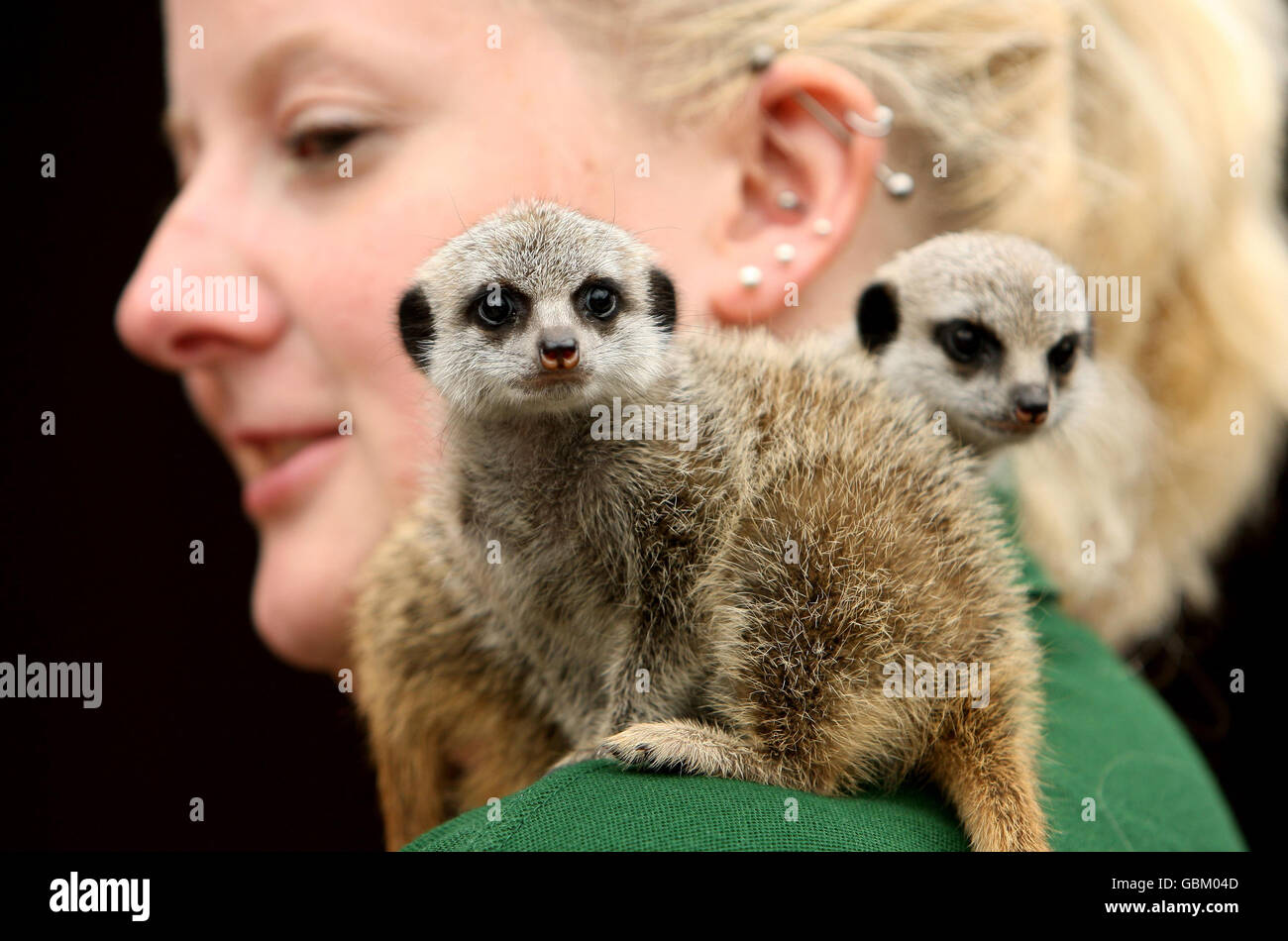 Baby Erdmännchen Lia und Roo mit Zookeeper Suzi Hyde im London Zoo, im ...