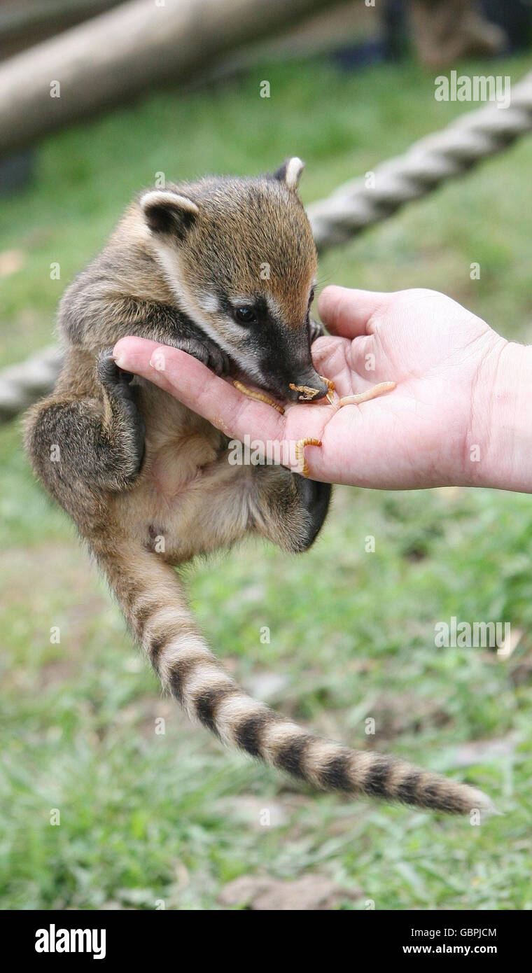Ein zwei Monate altes Baby Coati, ein Mitglied der Waschbären-Familie ...