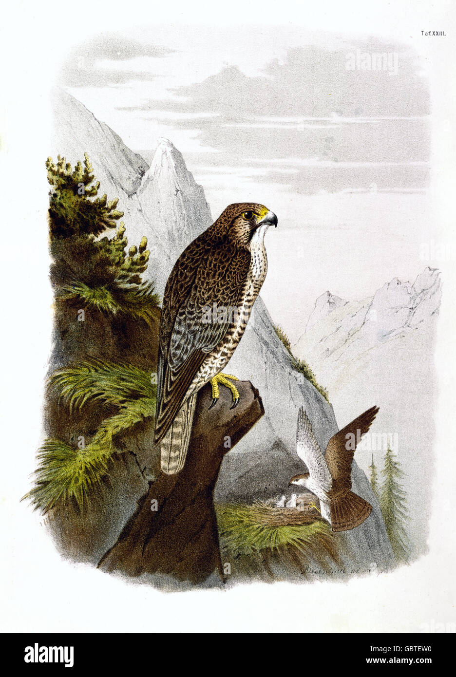 Falco biarmicus feldeggi -Fotos und -Bildmaterial in hoher Auflösung ...