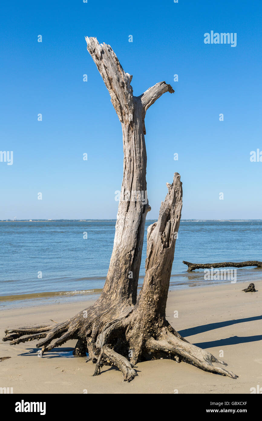 Toter baum -Fotos und -Bildmaterial in hoher Auflösung – Alamy